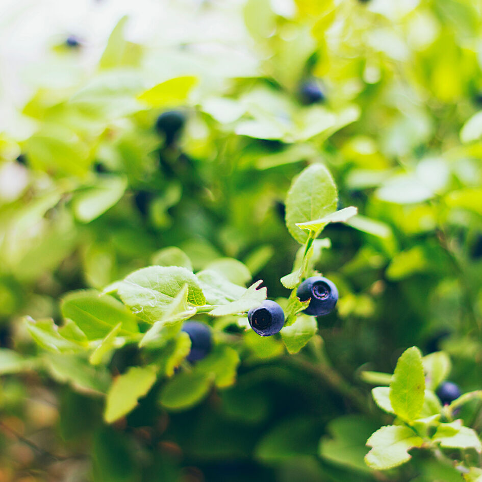 Vimergy - Flower of Life